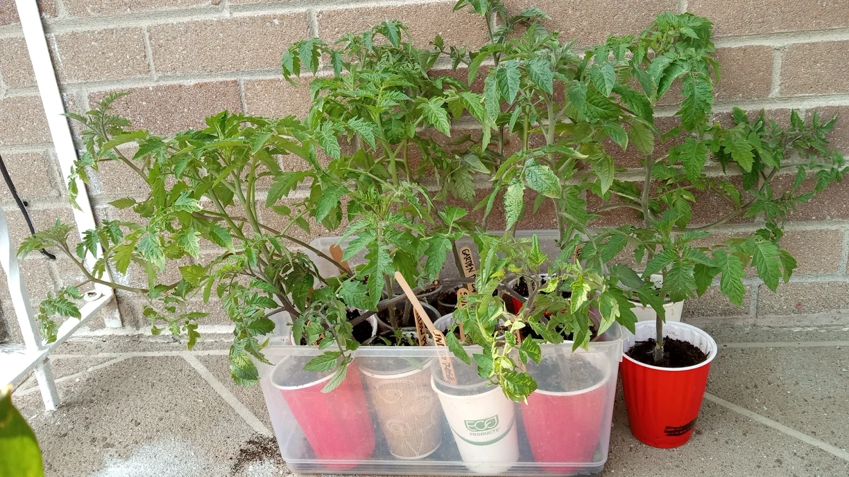 Organic Tomato and Pepper Plants | Karrot
