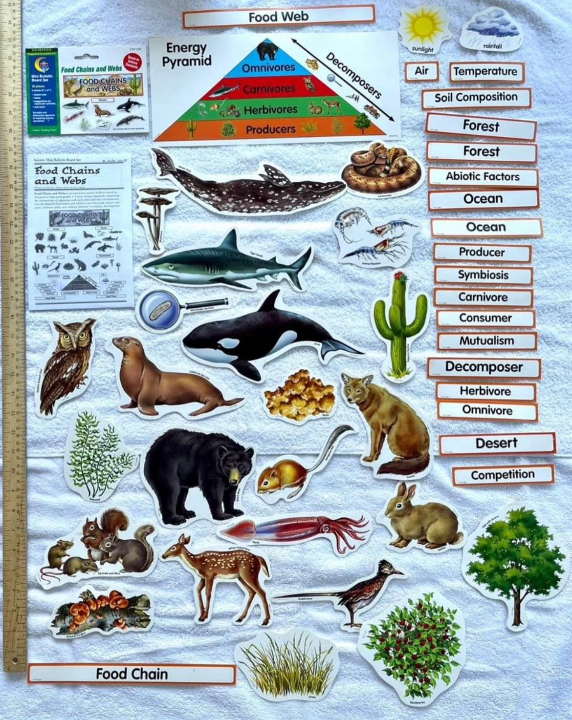 GRADE 4 - 6 FOOD CHAINS & WEBS (for bulletin board) | Karrot